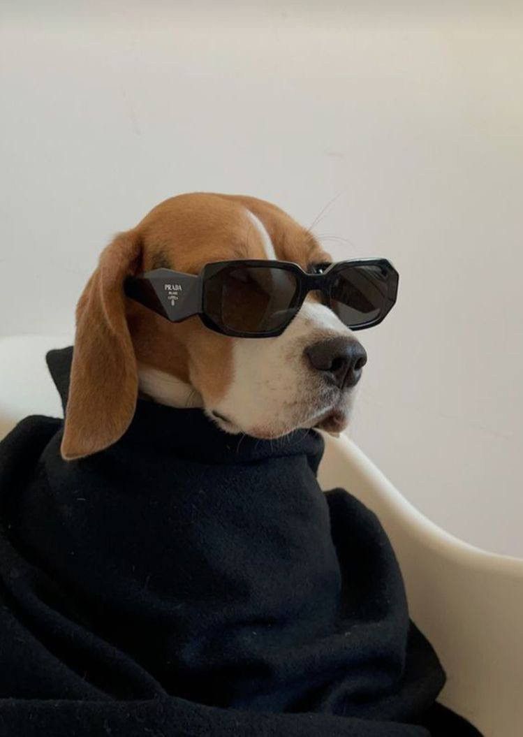 Raf Simons *NEW*PRADA 2023 Symbole Sunglasses SPR17W rapper Travis asap ...