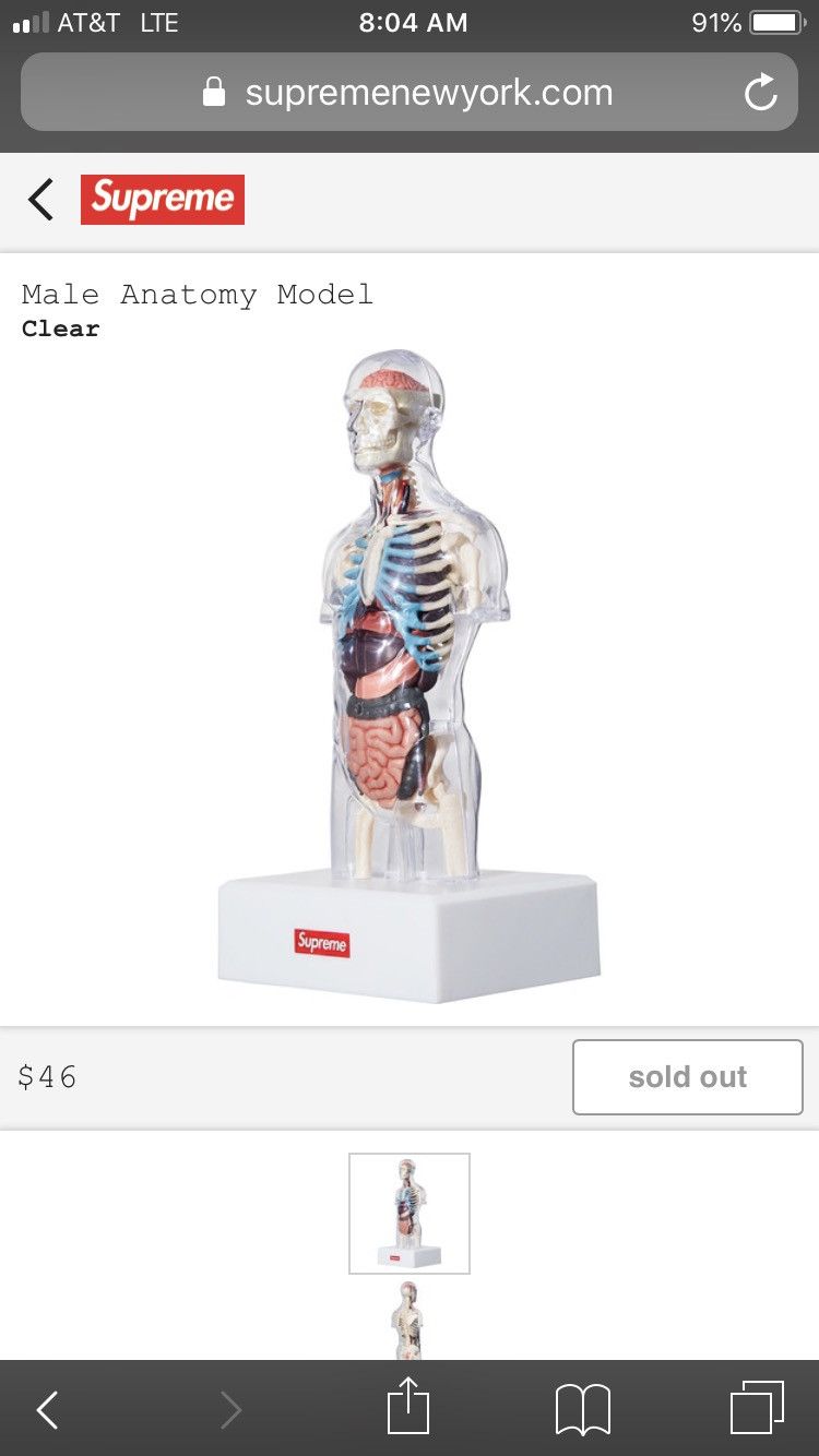 Supreme Male Anatomy Figure | Grailed