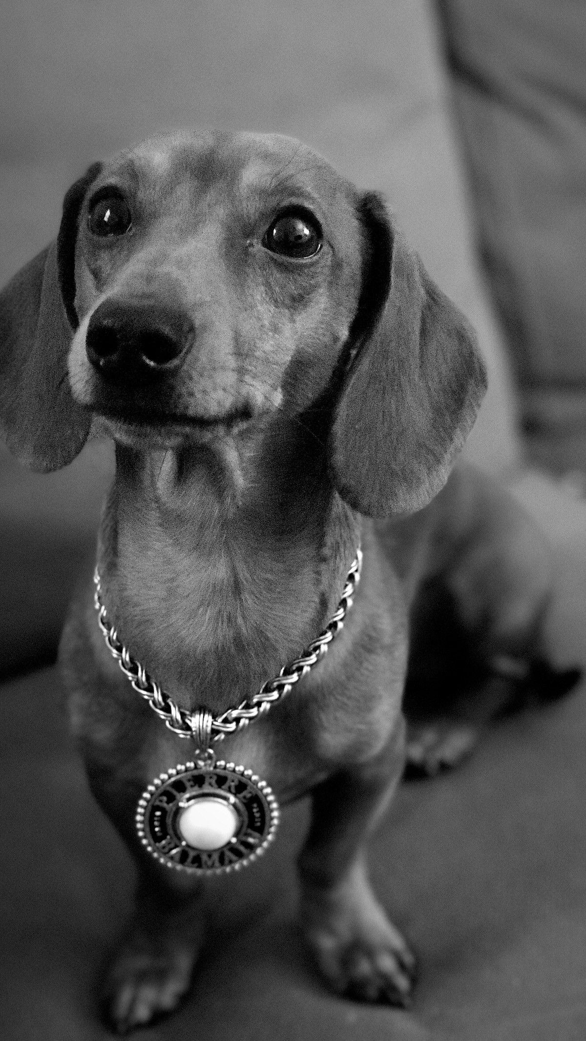 Balmain CUSTOM BALMAIN DOG COLLAR | Grailed