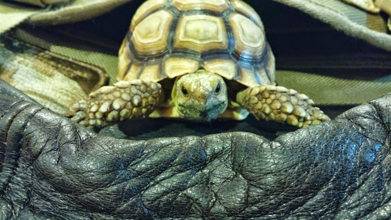 Visvim Visvim 18L E-Cat Messenger Bag | Grailed