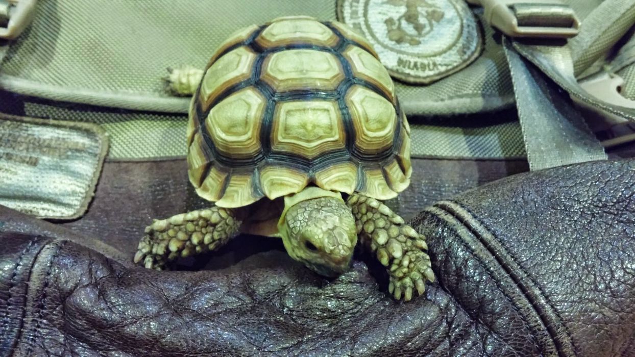 Visvim Visvim 18L E-Cat Messenger Bag | Grailed