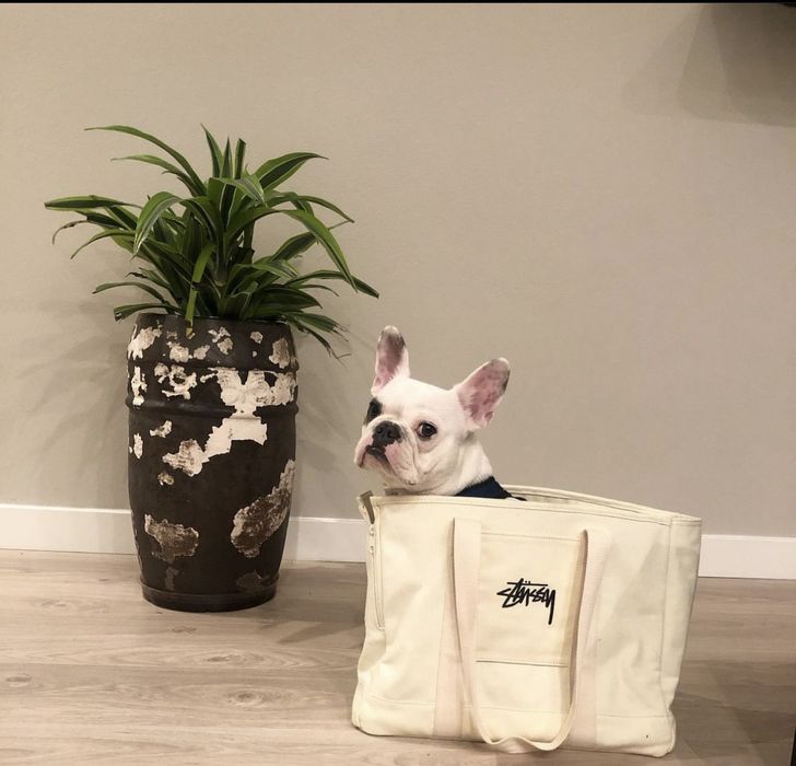 Stussy Stussy dog carrier | Grailed