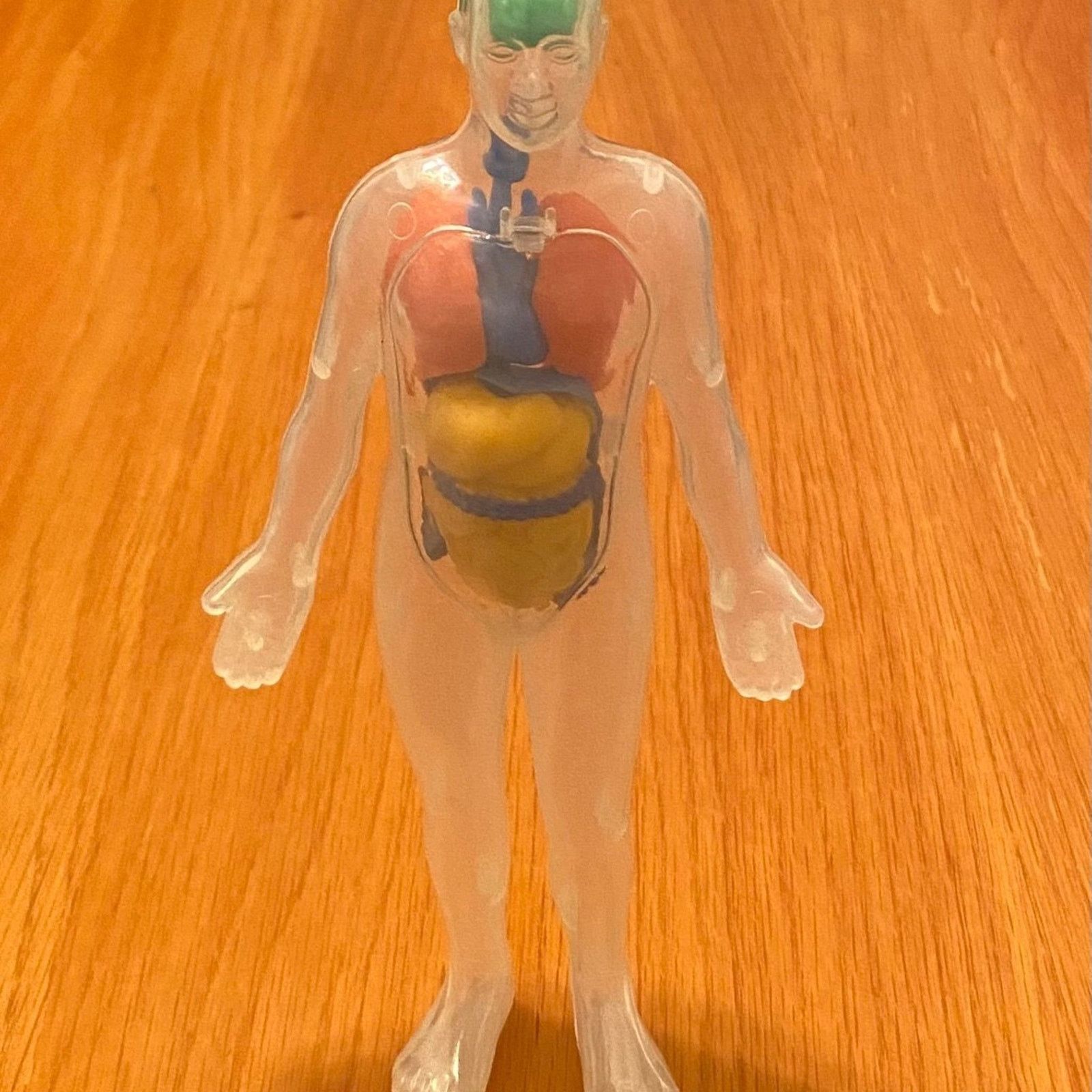 Green Human Body Anatomy Model Figure - Greenbrier - 8" H | Grailed