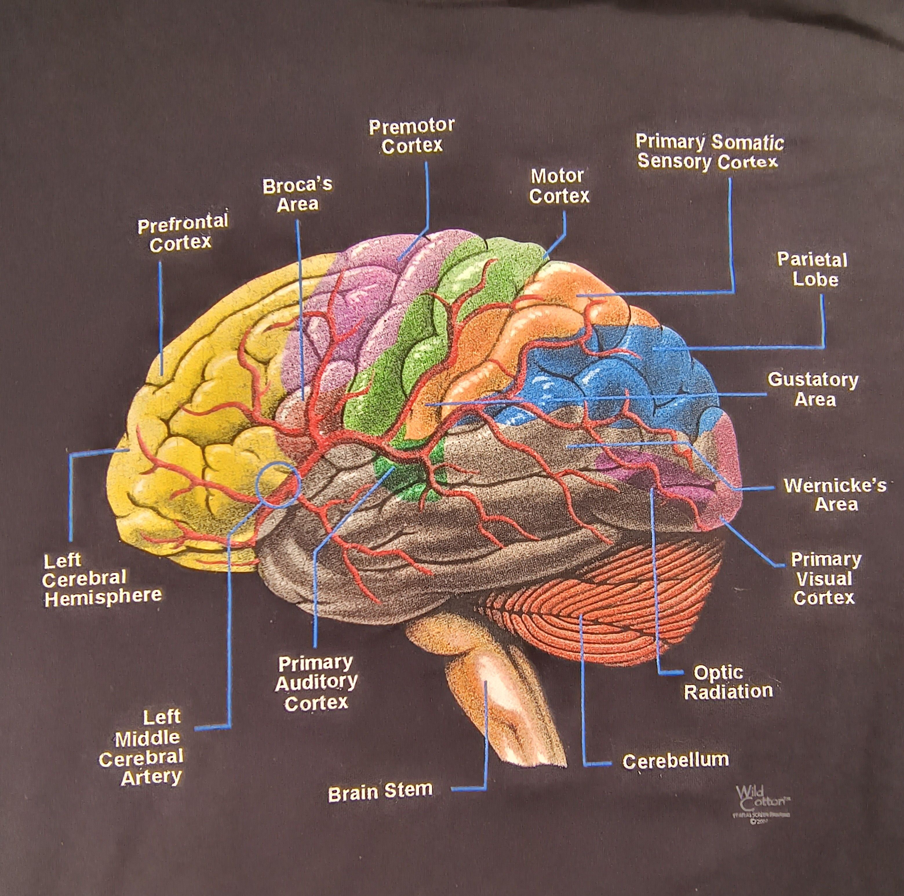 Anvil Brain physiology 2007 tee | Grailed