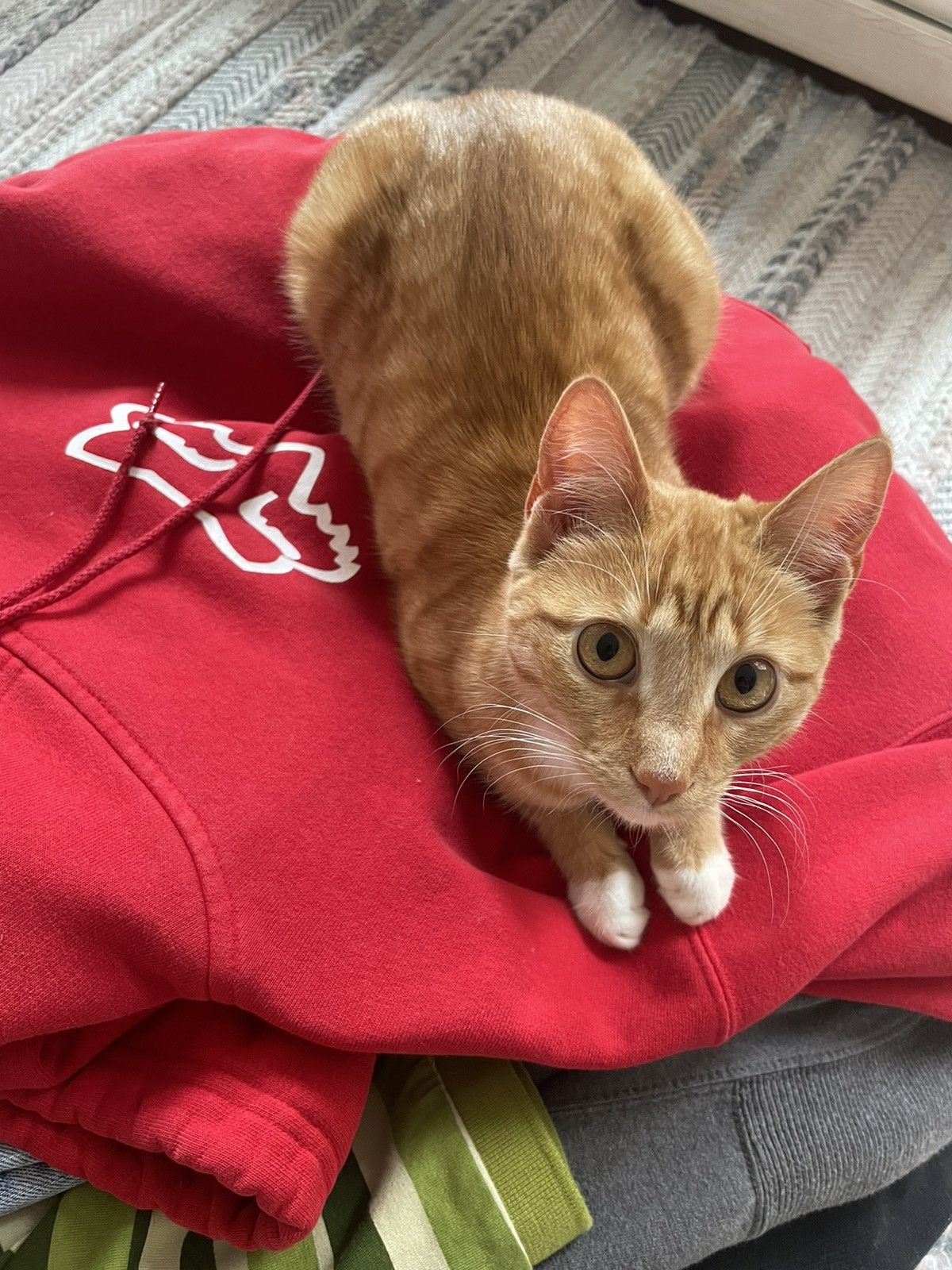 Vintage Vintage Fox Racing Logo Hoodie Red 🦊 | Grailed