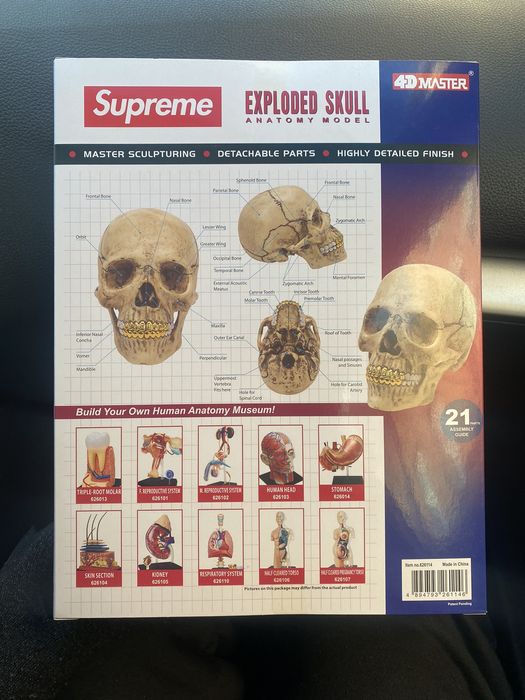 Supreme Supreme 4D Model Human Skull | Grailed